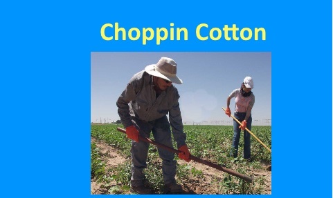 Choppin Cotton - The Drift Boat Detective